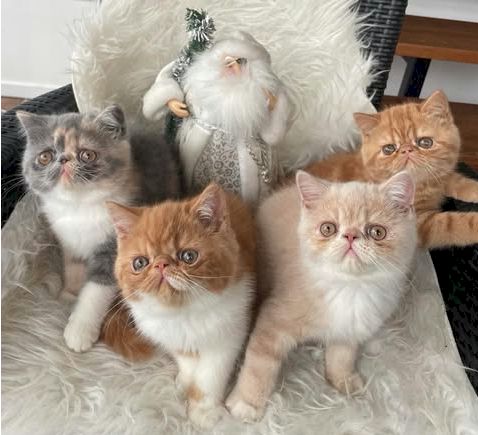 Alnashar's Perser & Exotic - Anslagstavlan