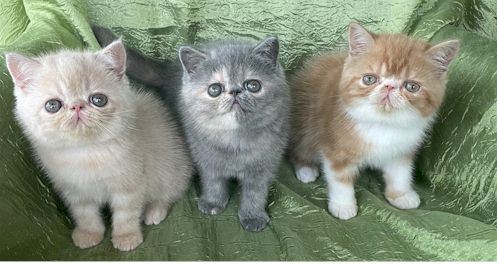 Alnashar's Perser & Exotic - Anslagstavlan